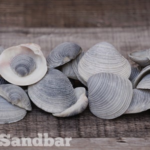 Gray Shells Bulk Vase Filler Seashells DIY Terrarium Striped Shells ...