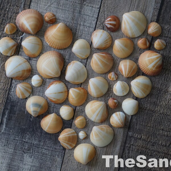 Clam Seashells - Etsy