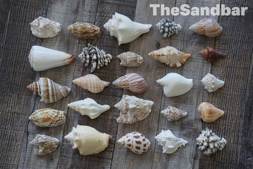 Conch Mystery Box Ships Next Day Conch Shell Mix Large Seashell Mix ...