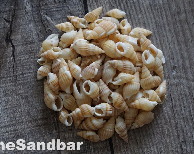 Small Craft Shells Tan Natural Shells DIY Terrarium Supply Snail ...