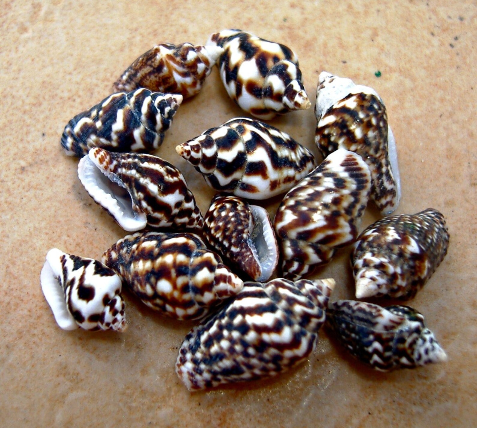 Minature Chevron Conch Shells Small Teeny Tiny Mini Patterned | Etsy