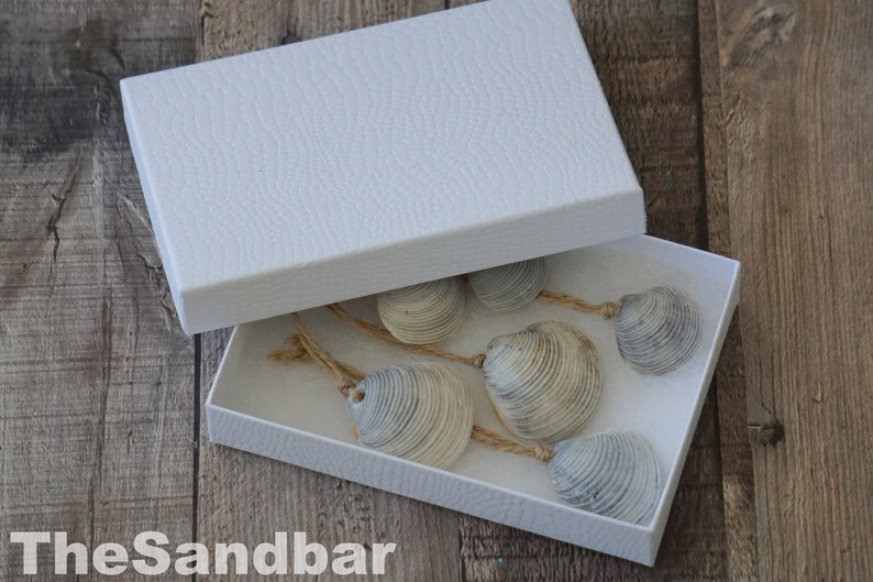 Gray Seashell Ornaments Florida Clams Textured Clam Natural - Etsy