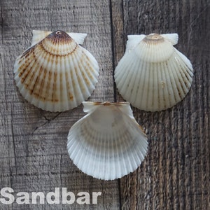Seashells With Holes Drilled Scallop Seashell Beads Hole - Etsy