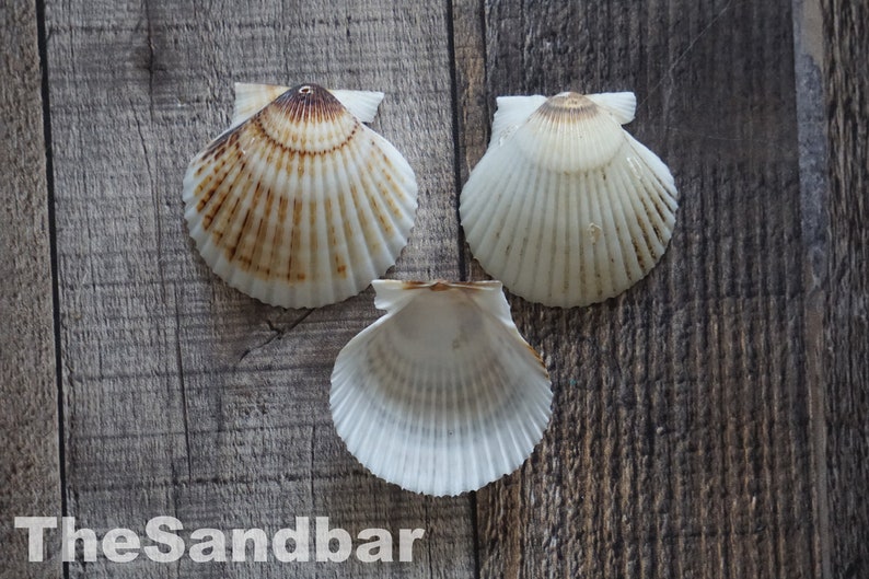 Seashells With Holes Drilled Scallop Seashell Beads Hole - Etsy