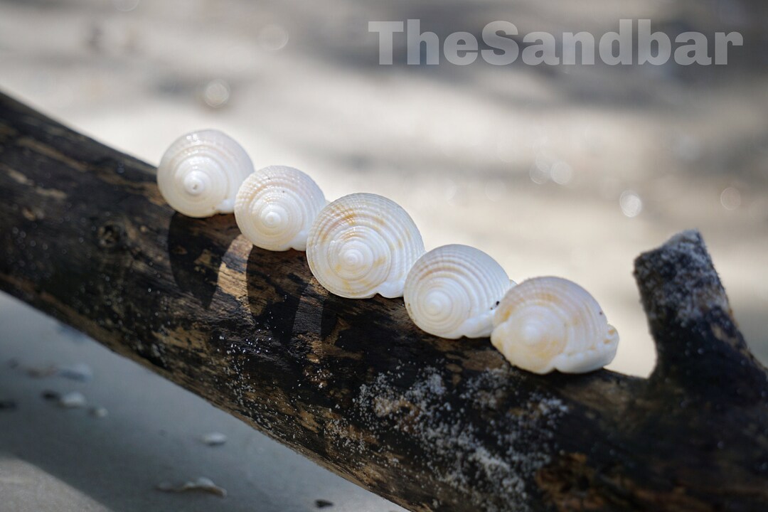 White Snails Florida Seashells Semicassis Granulata Hermit Crab Snail ...