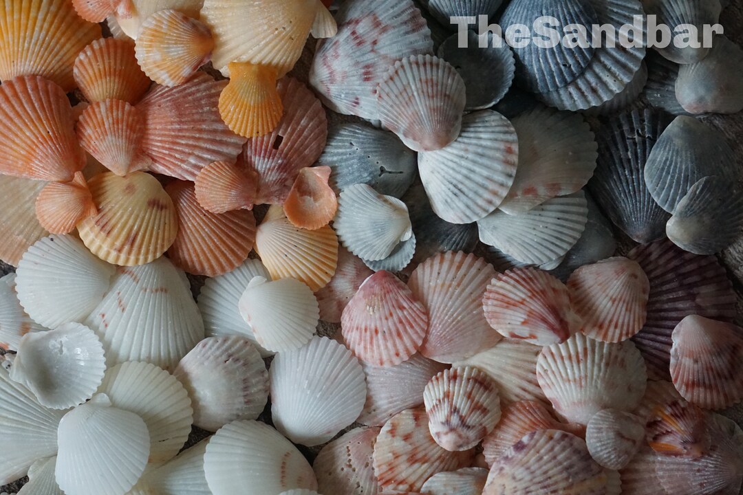 Calico Shells Florida Scallop Orange Seashells Pink Patterned Shells ...