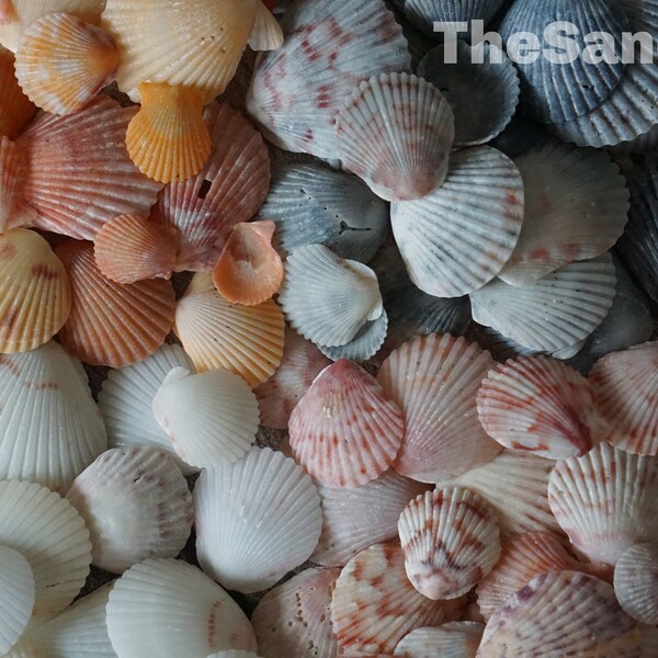 Orange Seashells - Etsy