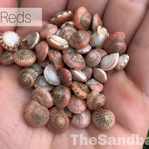 Red Patterned Shells Pink Small Tiny Mix Colored Patterned Snail ...