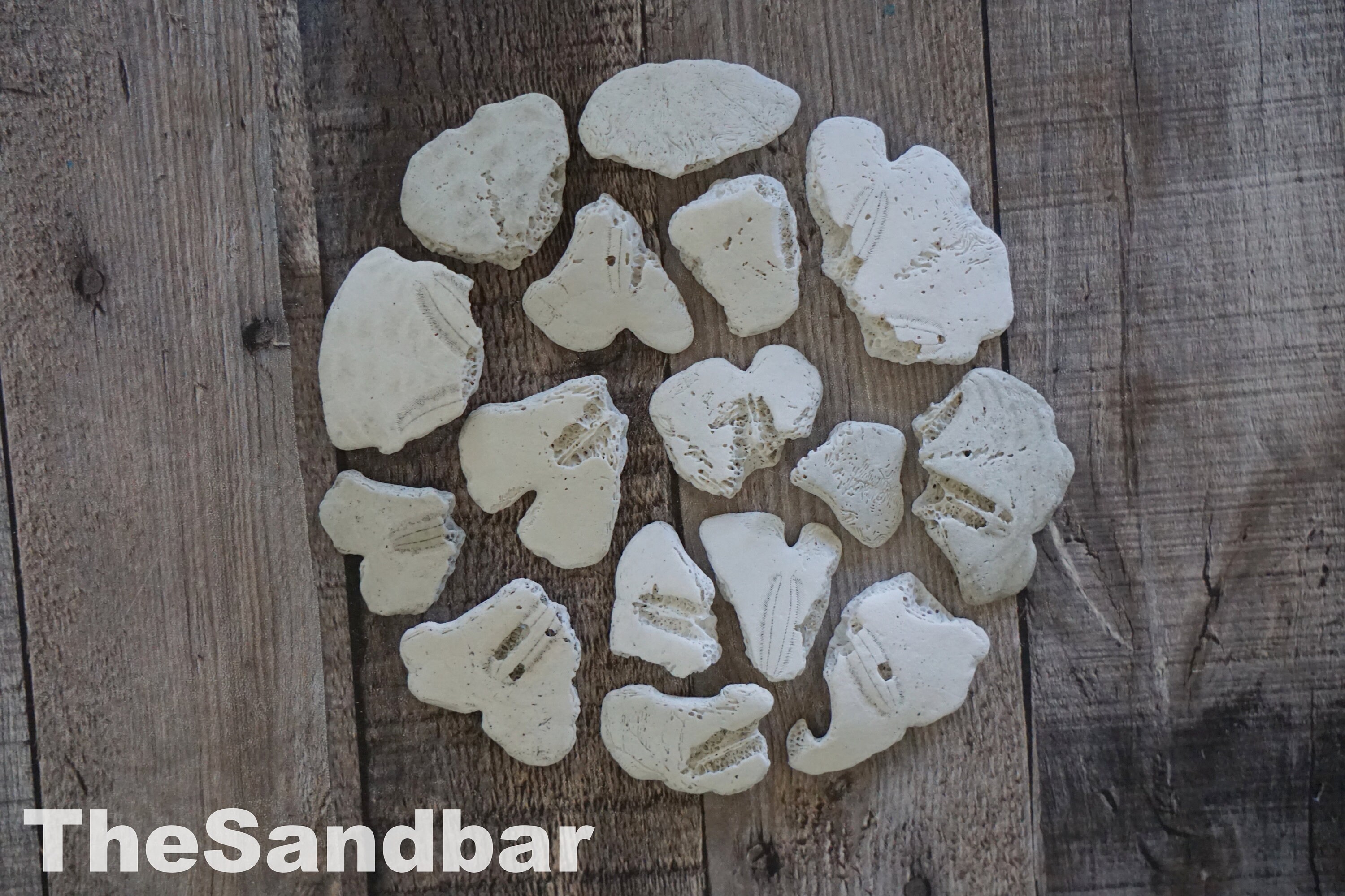 Broken Sand Dollar Drawing