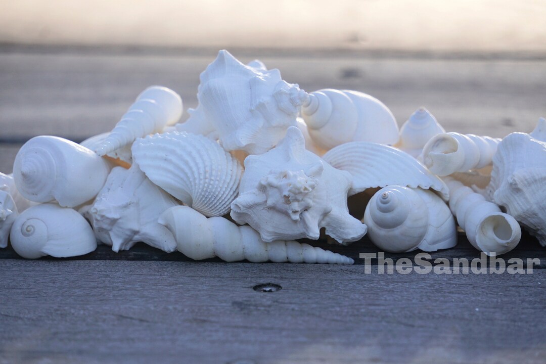 White Seashell Mix White Vase Fill Bulk Wedding Shells Craft Mystery ...