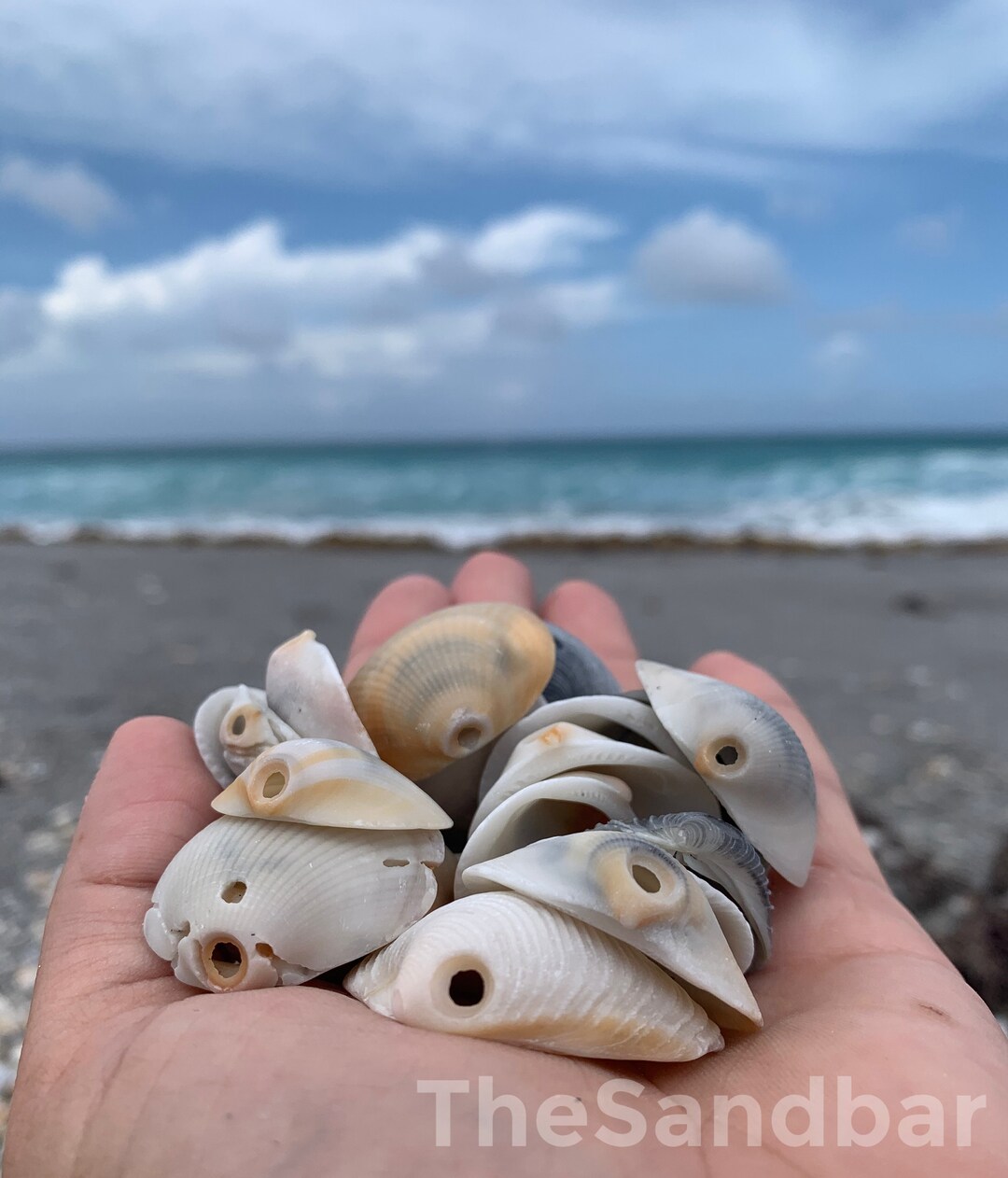 Seashells With Holes Cruelty Free Seashell Mix Beads Natural Hole ...