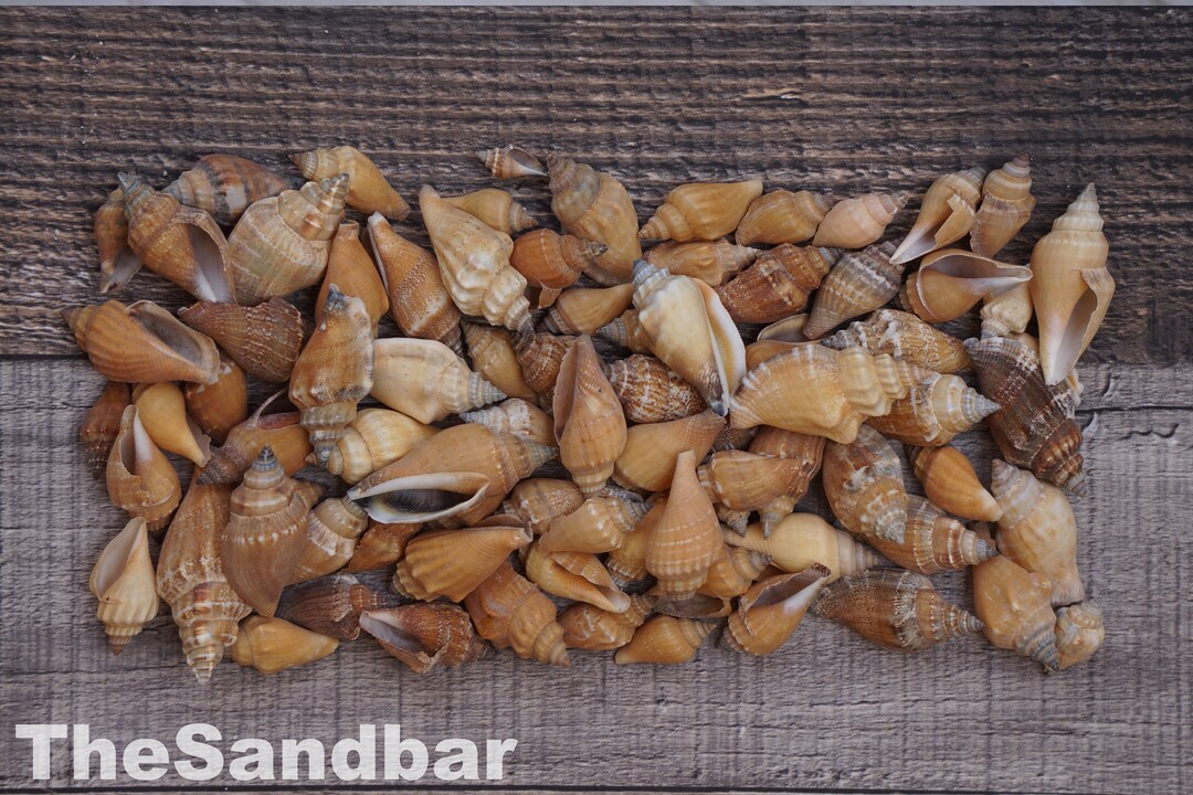 Red Conch Shells Small Red Brown Seashells Collector Dolomena ...