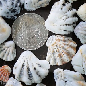 Kitten Paw Seashells Small Natural Little Seashells Bulk Florida ...