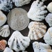 Kitten Paw Seashells Small Natural Little Seashells Bulk Florida ...