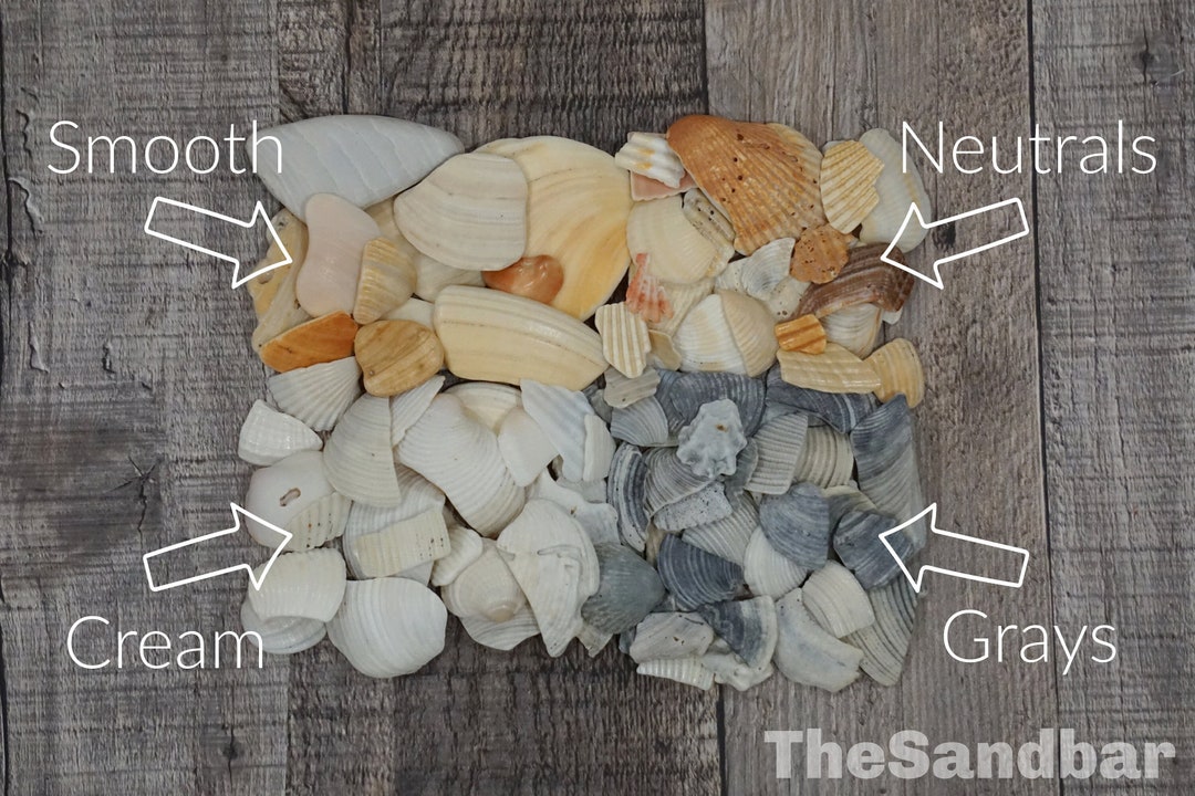 Seashell Vase Filler Florida Broken Shell Pieces DIY Mosaic Natural ...