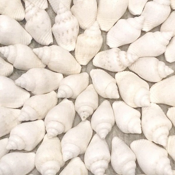 Mini Sea Shells - Etsy