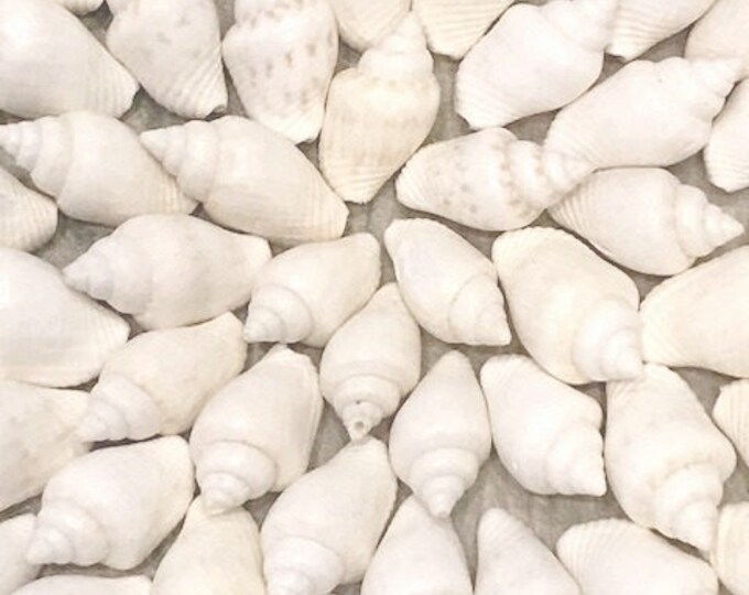 White Mini Seashells Conch Shells Terrarium Little Small Teeny Tiny ...