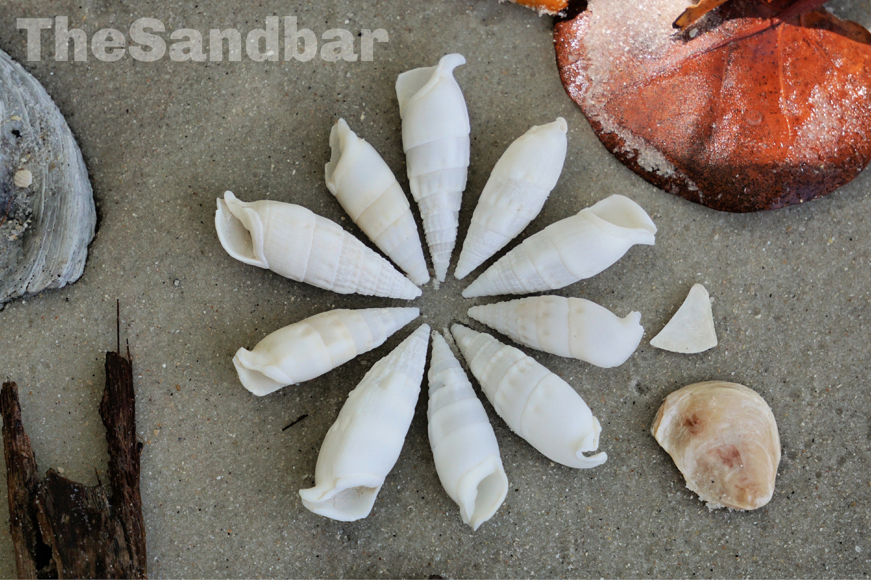 Craft Supplies & Tools Sculpting & Forming Terebridae Shells etna.com.pe
