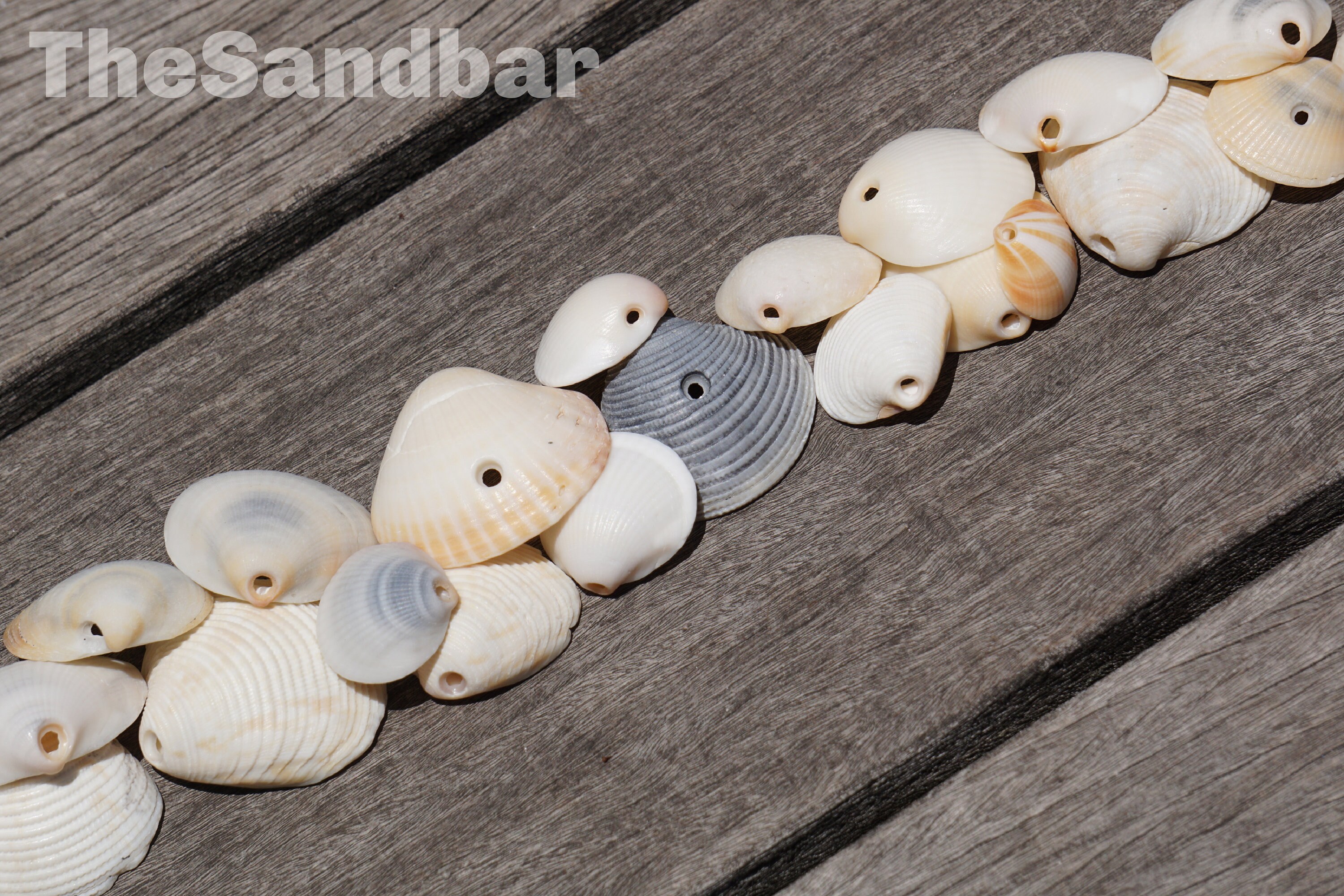 Seashells With Holes Cruelty Free Seashell Beads Natural | Etsy