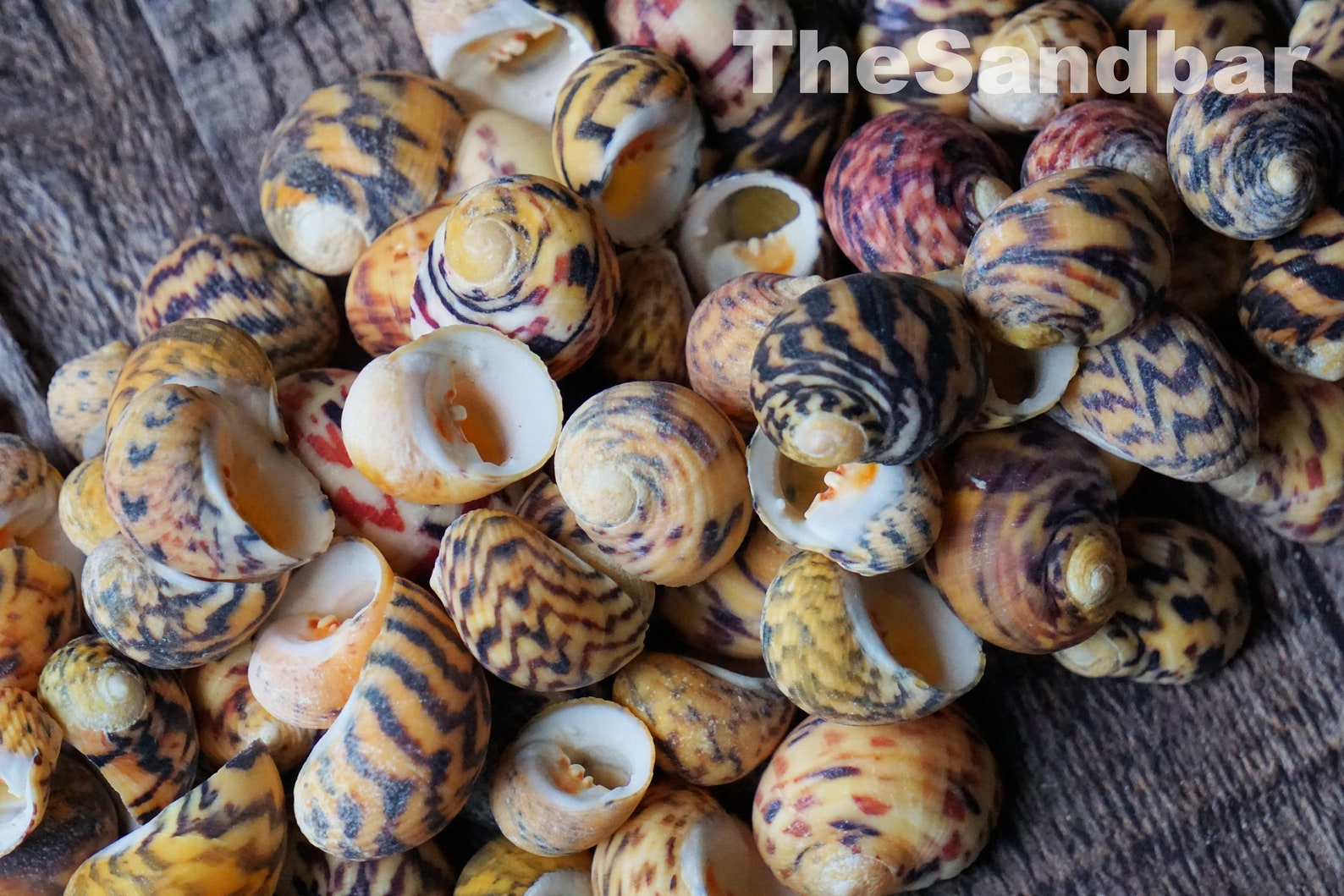 Nerite Shells Yellow Bleeding Tooth 3/41 Craft - Etsy