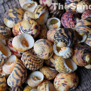 Nerite Shells Yellow Bleeding Tooth 3/41 Craft | Etsy