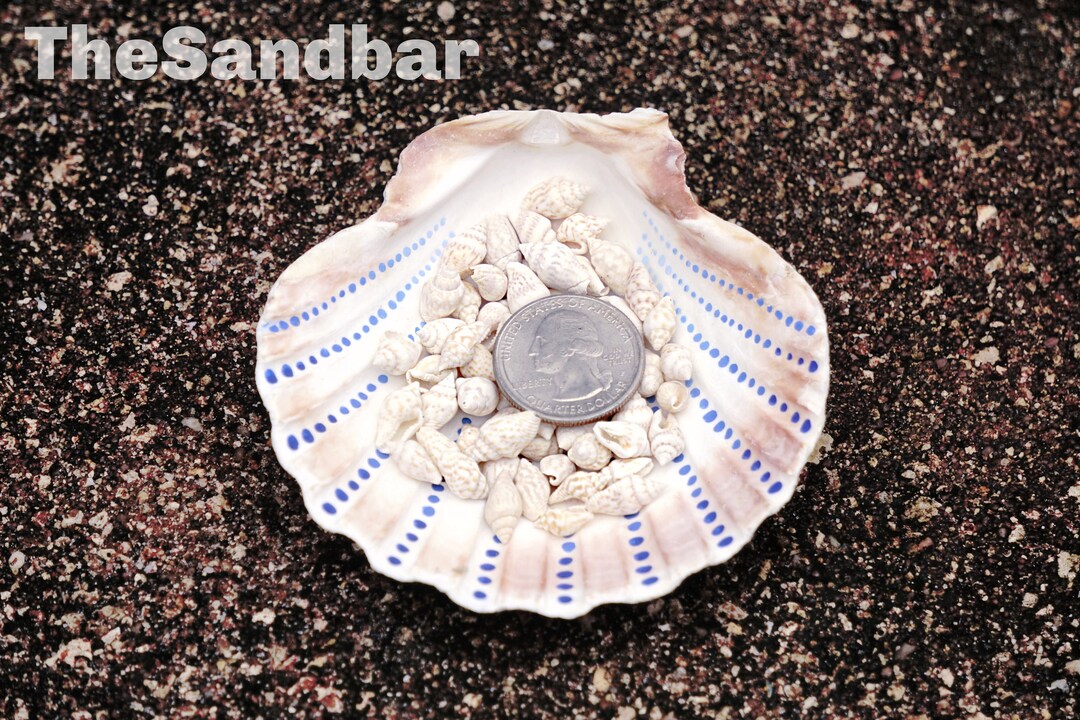 Mini Checkerboard Seashells Conch Shells Terrarium Little Small Teeny ...