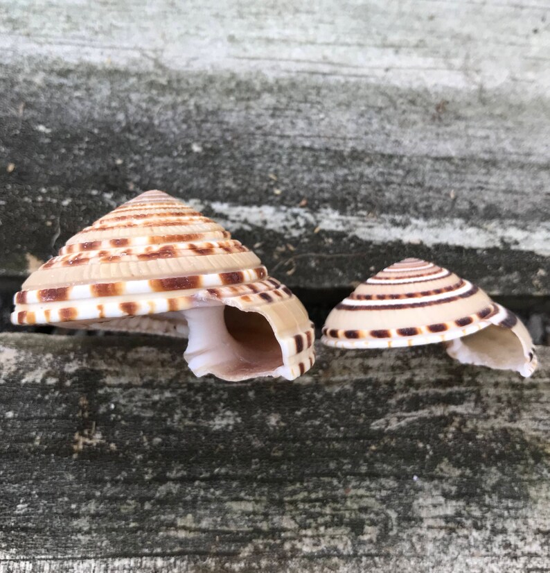 Sundial Seashells 3/4 2 Brown Tan Set of 5 15 | Etsy