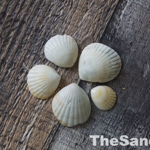 Gray Scallop Shells Florida Scallop Shells Calico Shells Bulk Seashells ...