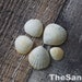 Gray Scallop Shells Florida Scallop Shells Calico Shells Bulk Seashells ...