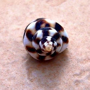 Minature Chevron Conch Shells Small Teeny Tiny Mini Patterned | Etsy