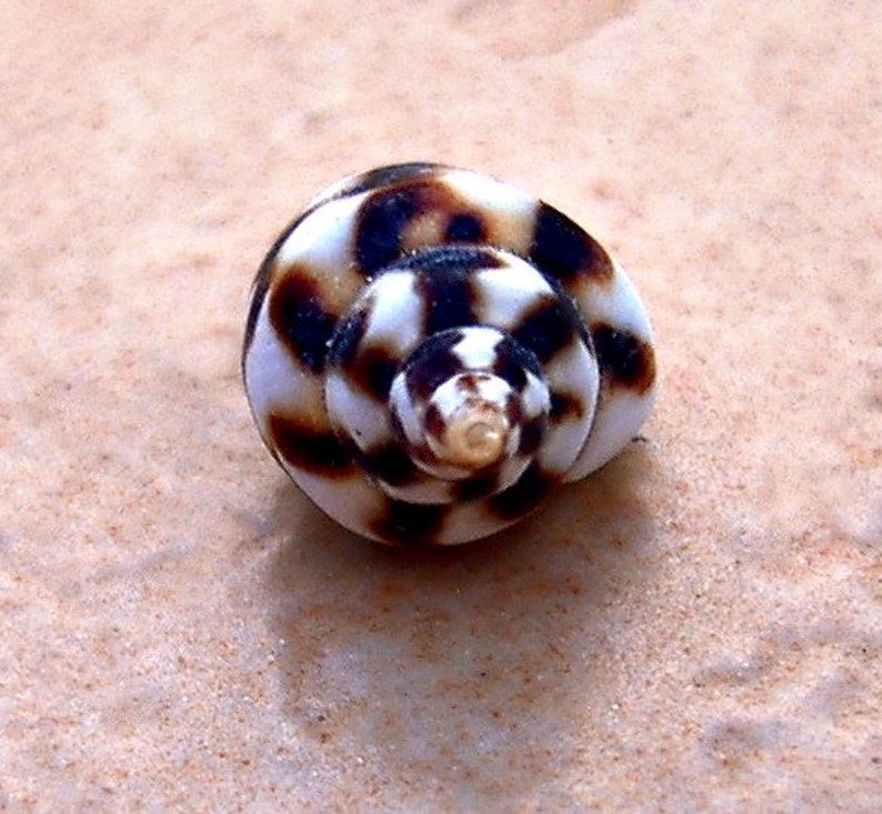 Minature Chevron Conch Shells Small Teeny Tiny Mini Patterned | Etsy