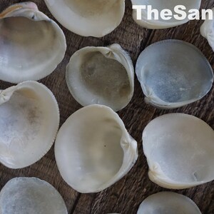 Gray Shells With Holes Textured Seashell Mix Beads Natural - Etsy