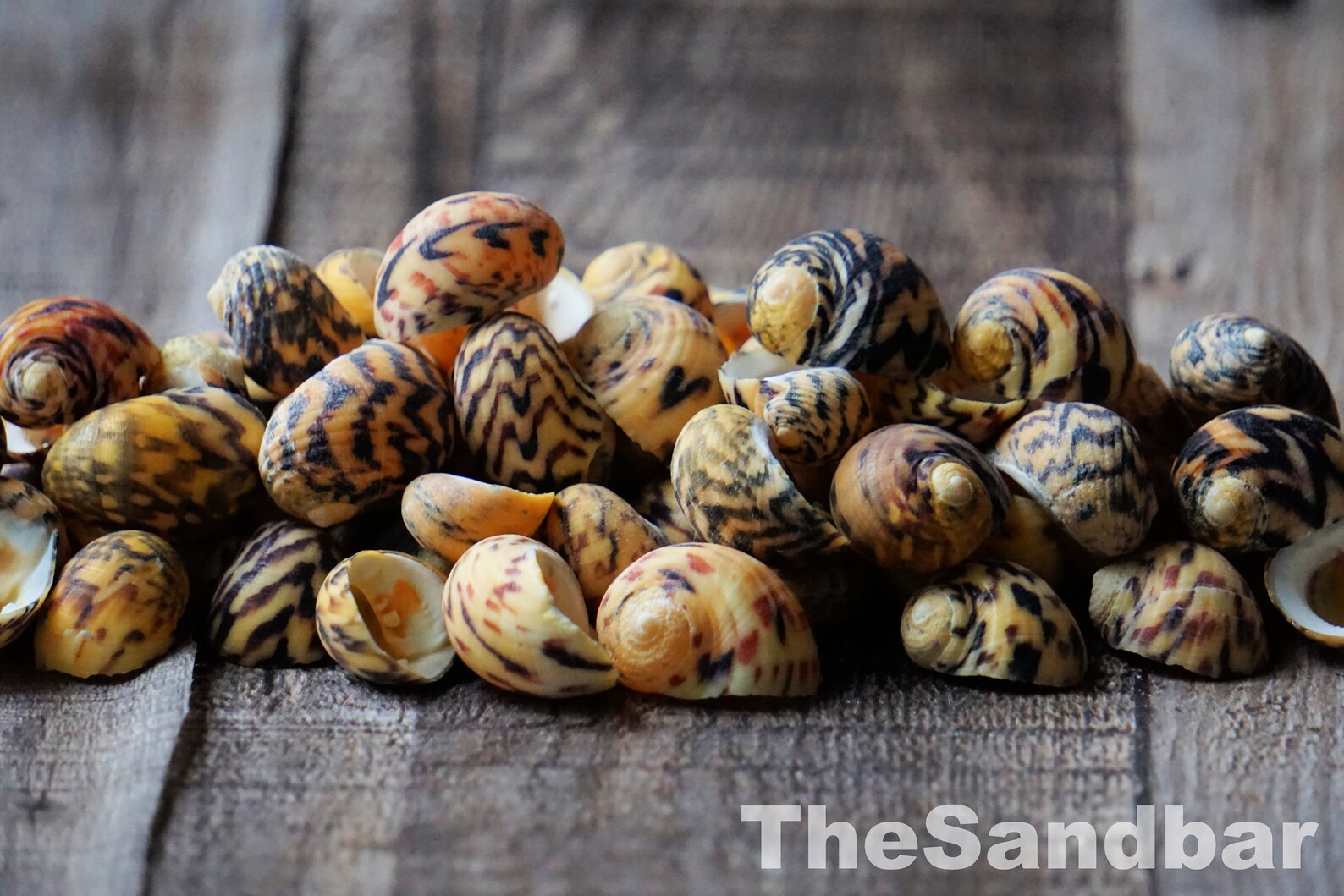 Nerite Shells Yellow Bleeding Tooth 3/41 Craft - Etsy