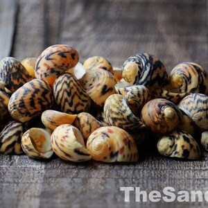 Nerite Shells Yellow Bleeding Tooth 3/41 Craft - Etsy
