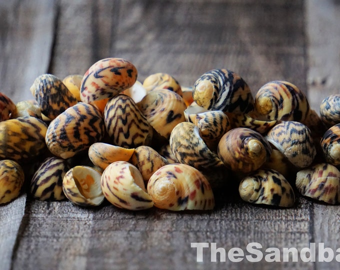 Nerite Shells Yellow Bleeding Tooth 3/41 Craft - Etsy