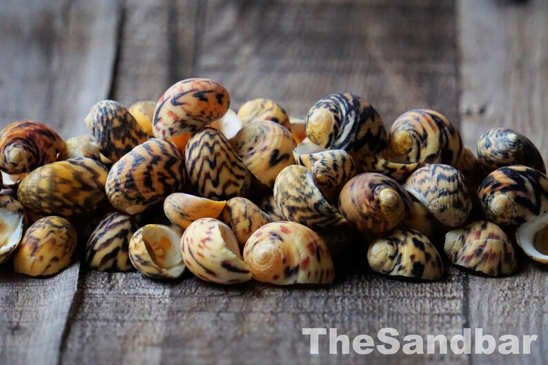 Nerite Shells Yellow Bleeding Tooth 3/41 Craft - Etsy