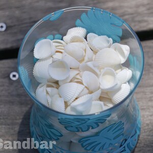 White Seashells 10 500 Small Wedding Clam Shells Cardium Ribbed Cockle ...