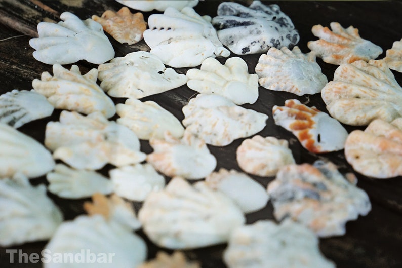 Kitten Paw Seashells Small Natural Little Seashells Bulk - Etsy