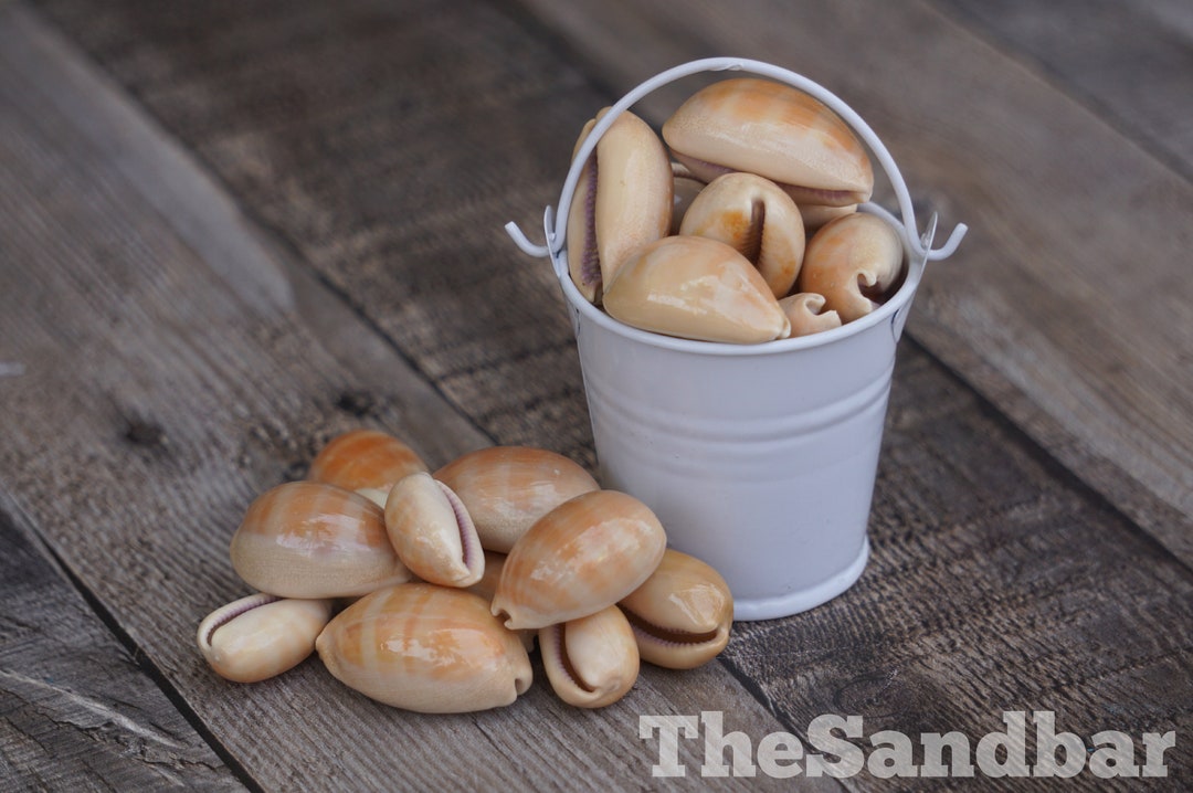 Blonde Cowrie Cypraea Carneola Seashells Large Cowrie Shells - Etsy