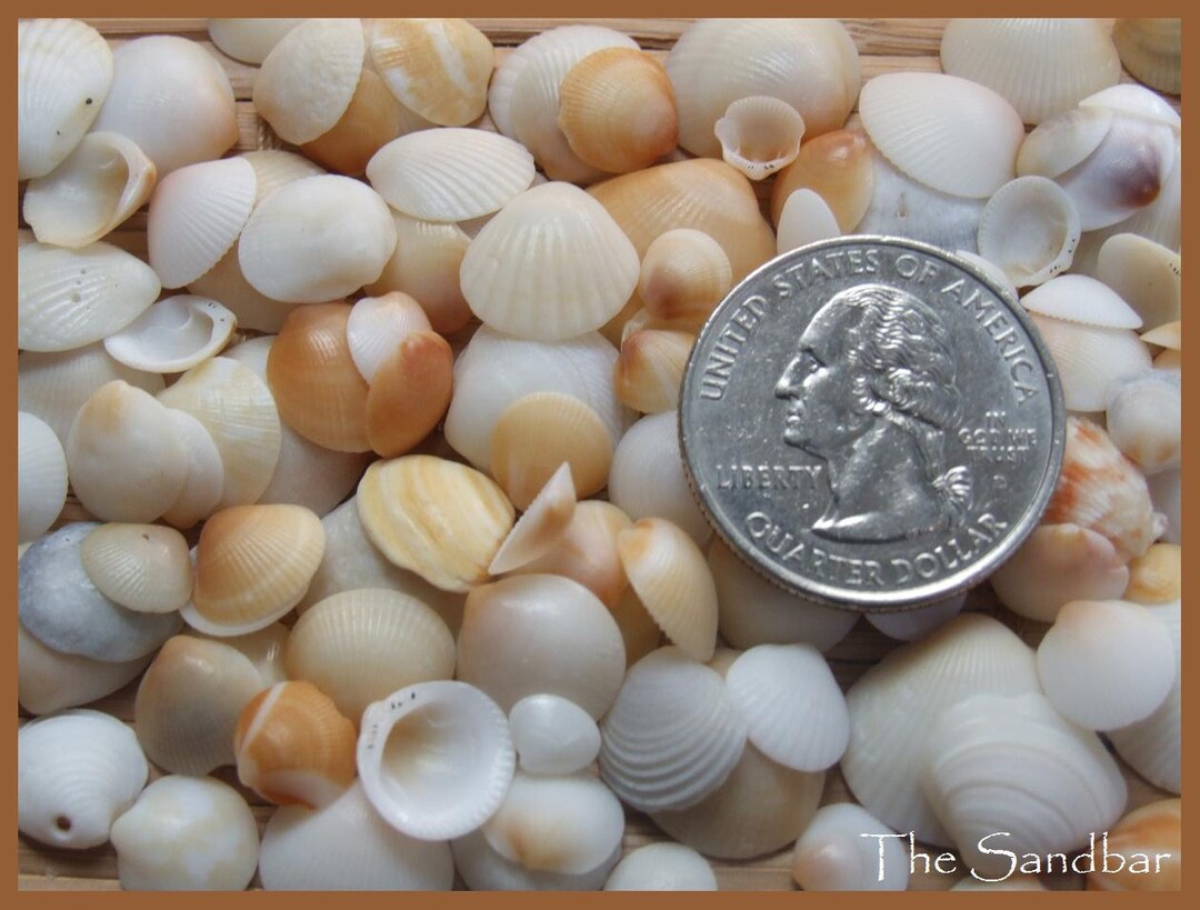 Mini Little Seashells Teeny Tiny Small Miniature Natural Shells Bulk ...