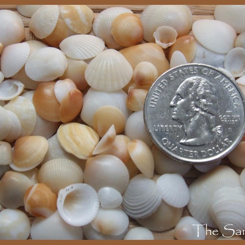 100 MIXED SEASHELLS Tiny Mini Sea Shells Craft Wedding Beach - Etsy