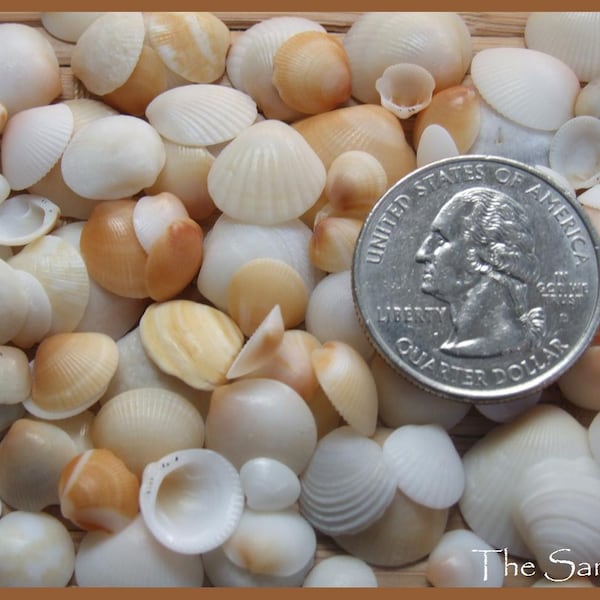 Tiny Seashells - Etsy