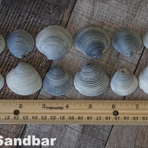 Gray Shells With Holes Textured Seashell Mix Beads Natural - Etsy