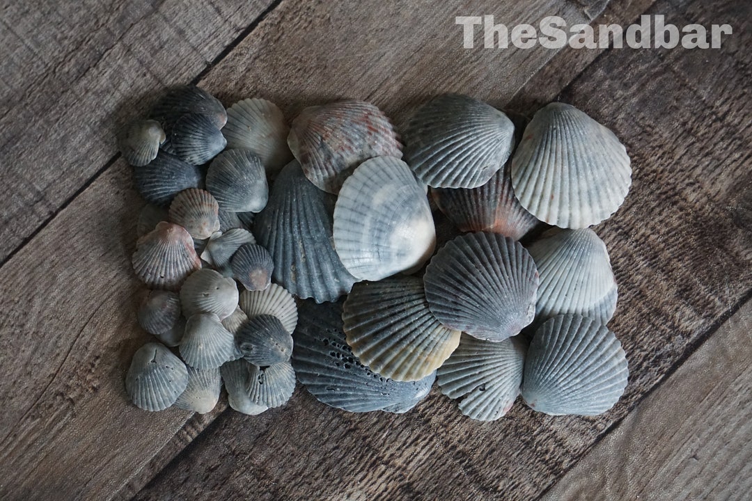 Gray Scallop Shells Florida Scallop Shells Calico Shells Bulk Seashells ...
