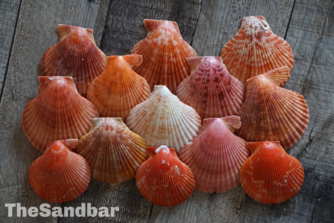 High Gloss Seashells Pink Shiny Shells Glazed Scallop Shells Patterned ...