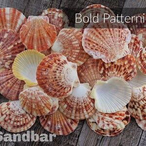 Pecten Scallop Shells Lentigious Pecten 2 3 Seashell Craft Supply ...
