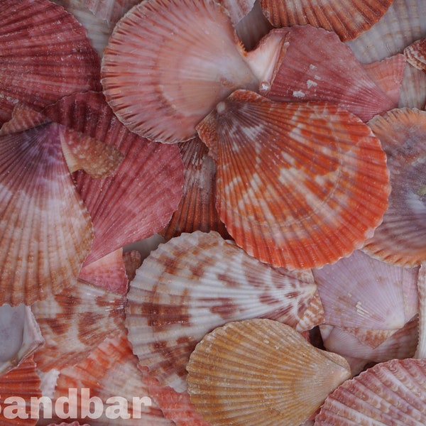 Red Sea Shells - Etsy