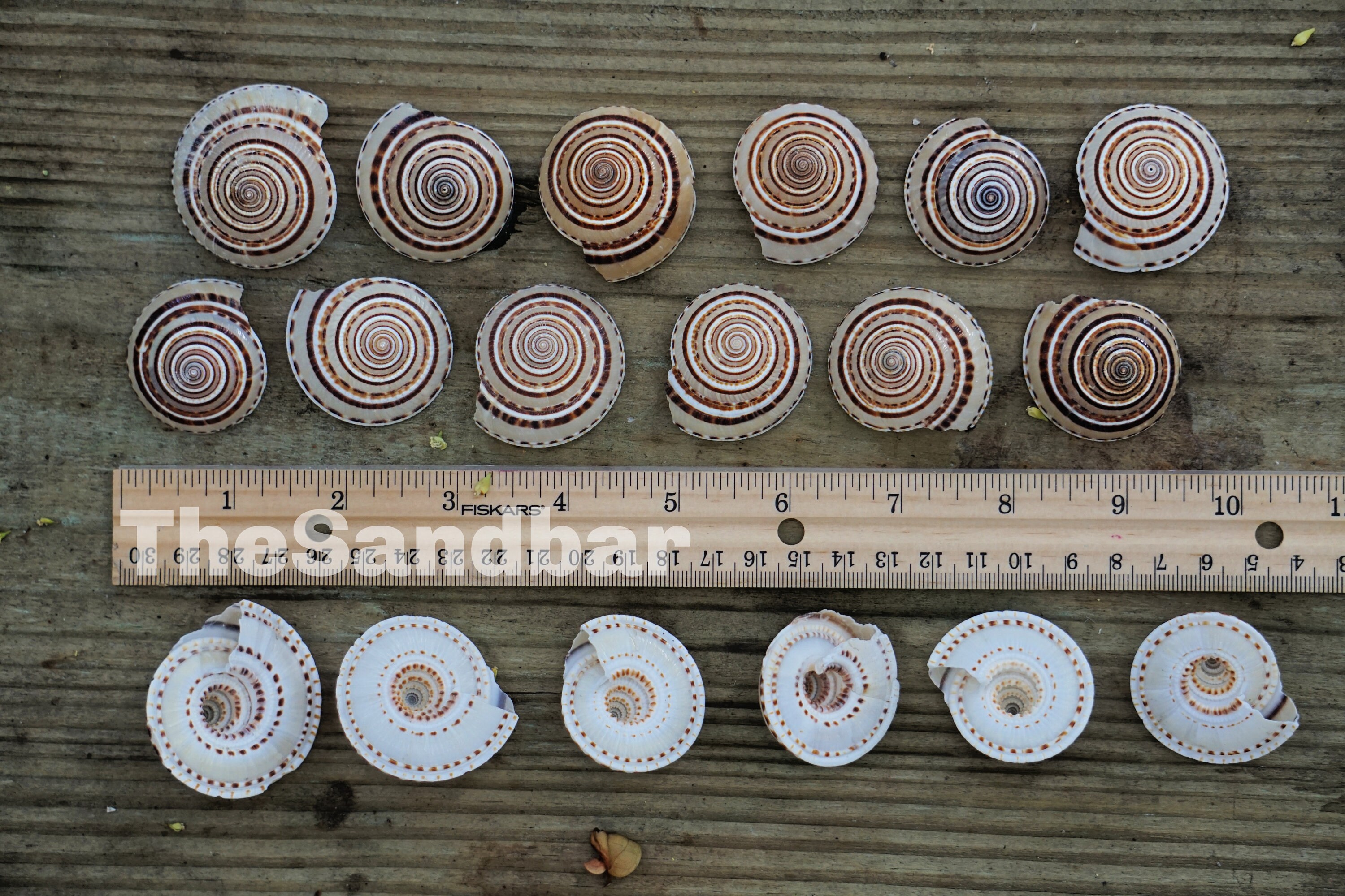 Sundial Seashells 3/4 2 Brown Tan Set of 5 15 | Etsy