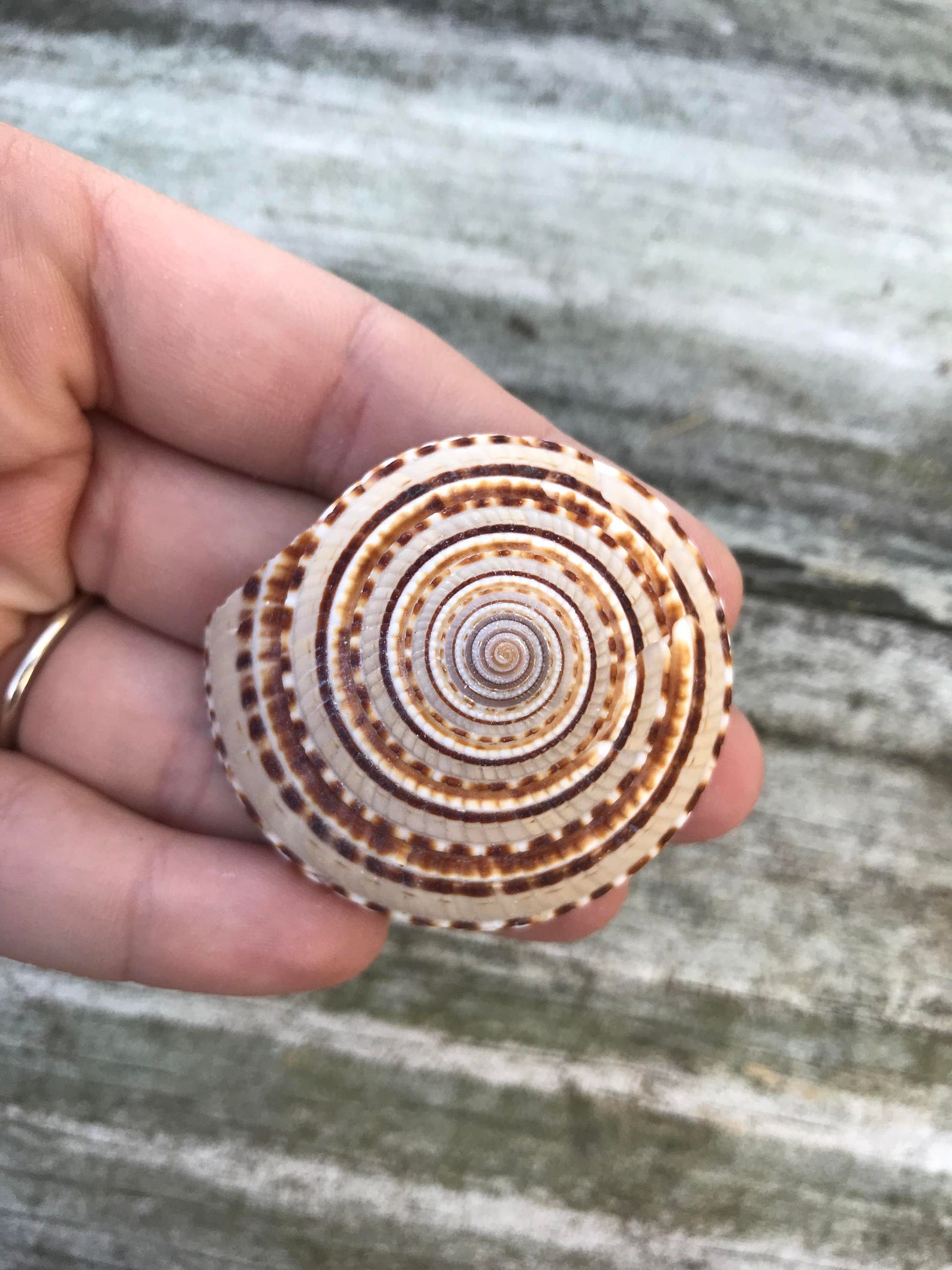 Sundial Seashells 3/4 2 Brown Tan Set of 5 15 | Etsy