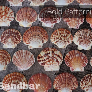 Pecten Scallop Shells Lentigious Pecten 2 3 Seashell Craft Supply ...
